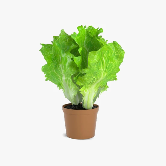 Farm Crops 3D models for Download - 3DModels.org