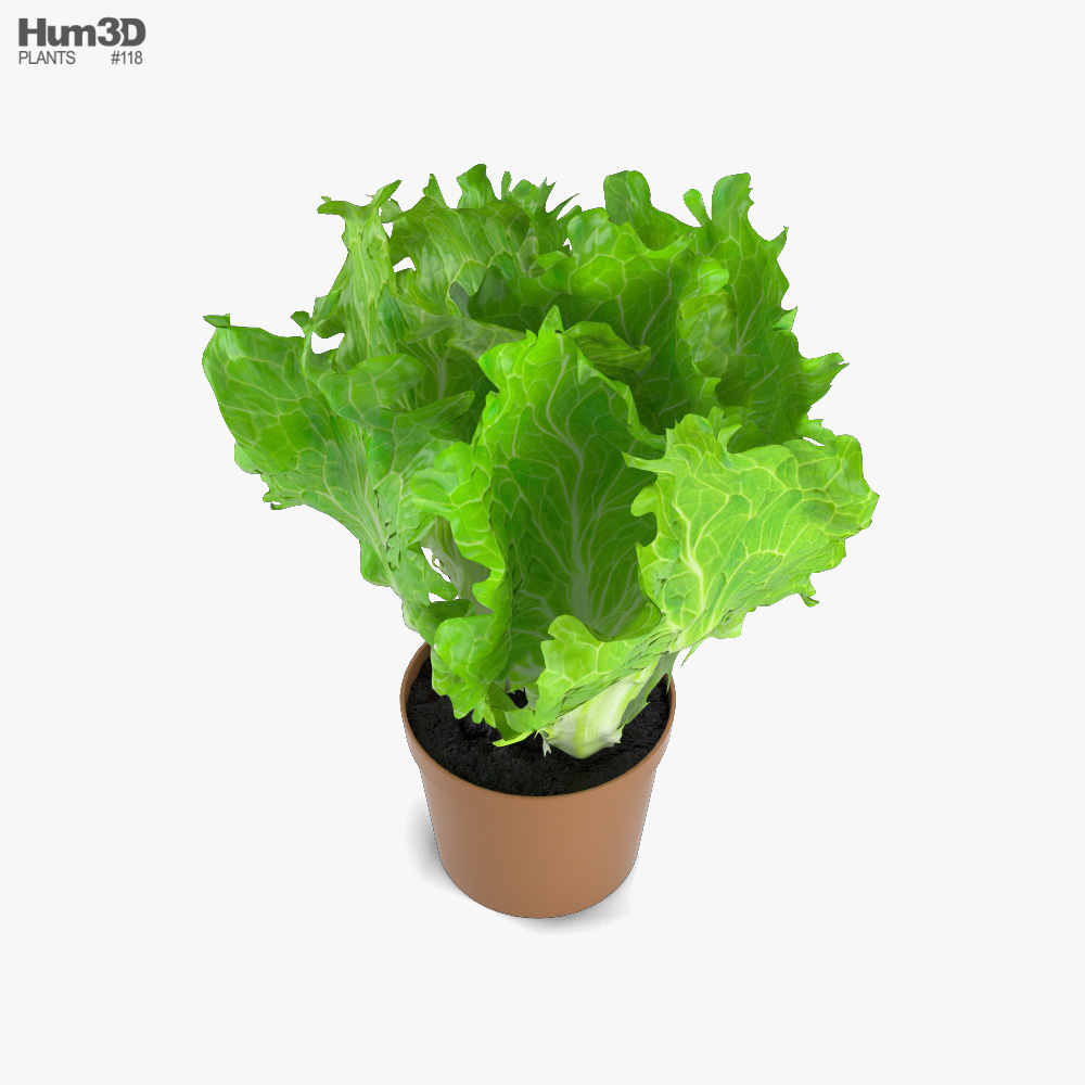 Lettuce Plant 3D model - Download Farm Crops on 3DModels.org