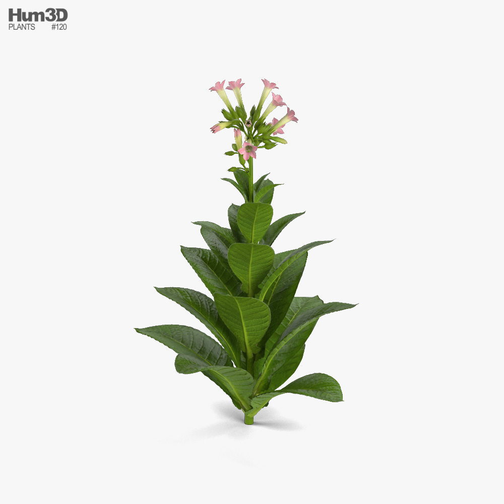 Tobacco Plant 3D model - Download Farm Crops on 3DModels.org