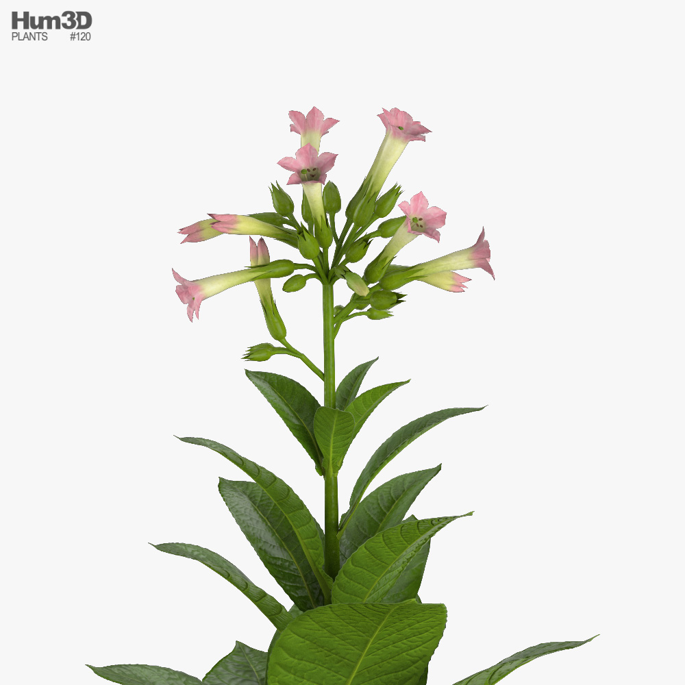 Tobacco Plant 3D model - Download Farm Crops on 3DModels.org