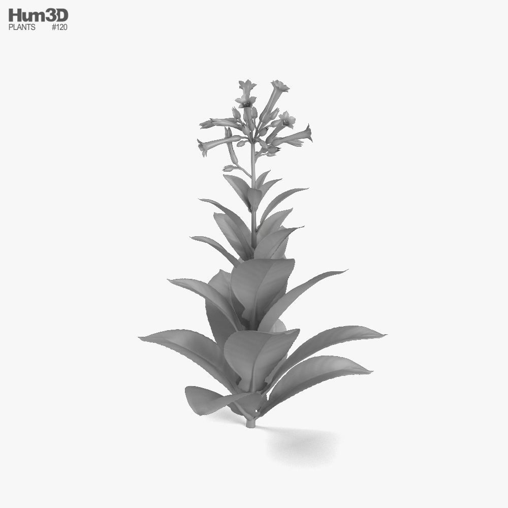 Tobacco Plant 3D model - Download Farm Crops on 3DModels.org