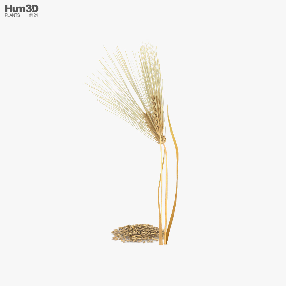 Barley 3D model - Download Farm Crops on 3DModels.org