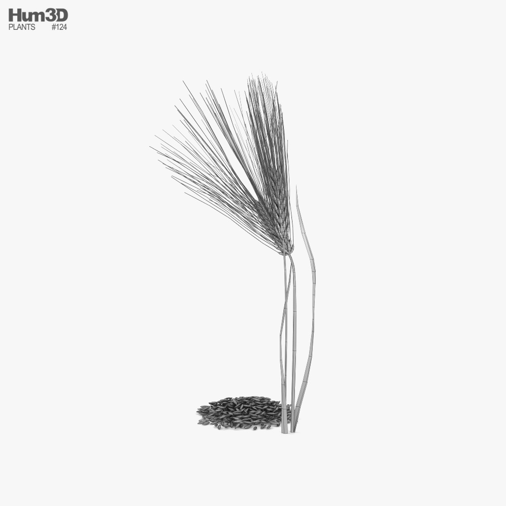Barley 3D model - Download Farm Crops on 3DModels.org