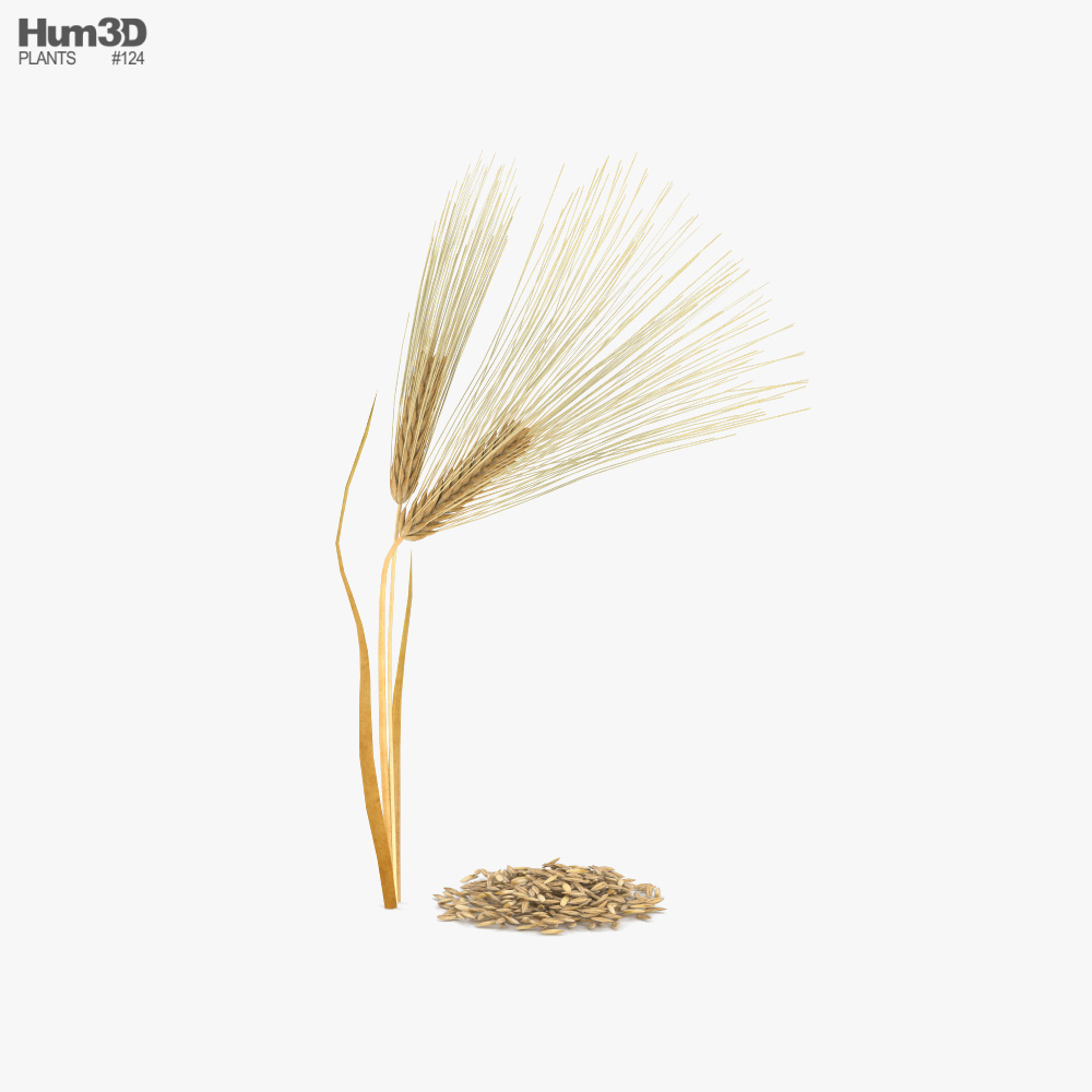 Barley 3D model - Download Farm Crops on 3DModels.org