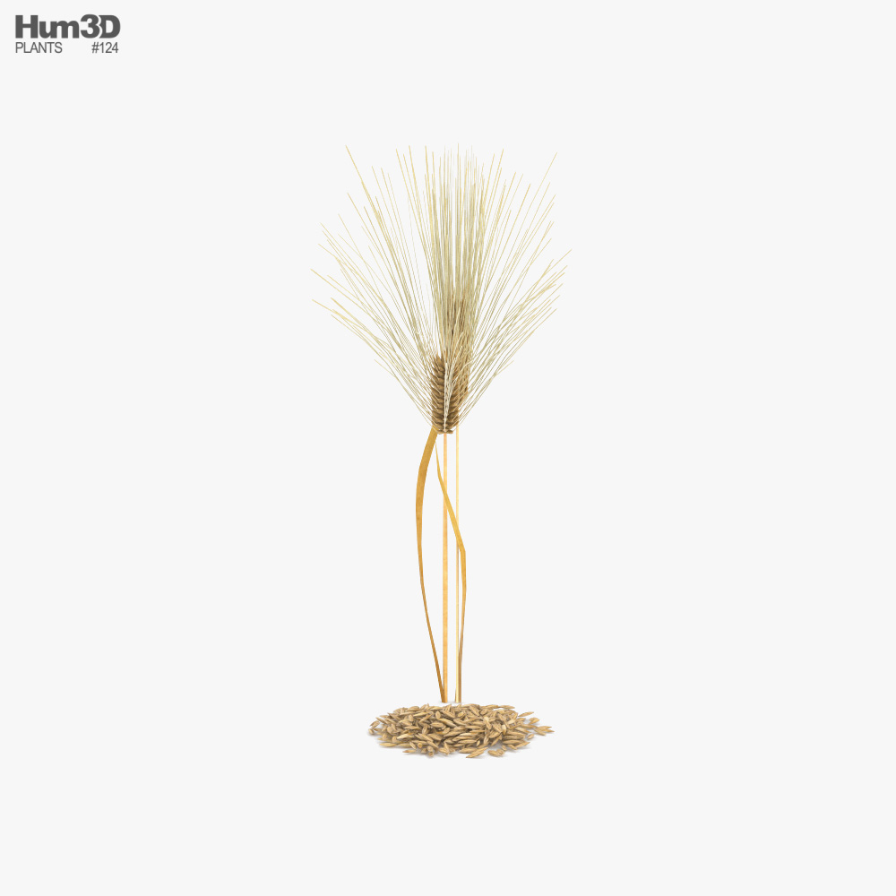 Barley 3D model - Download Farm Crops on 3DModels.org
