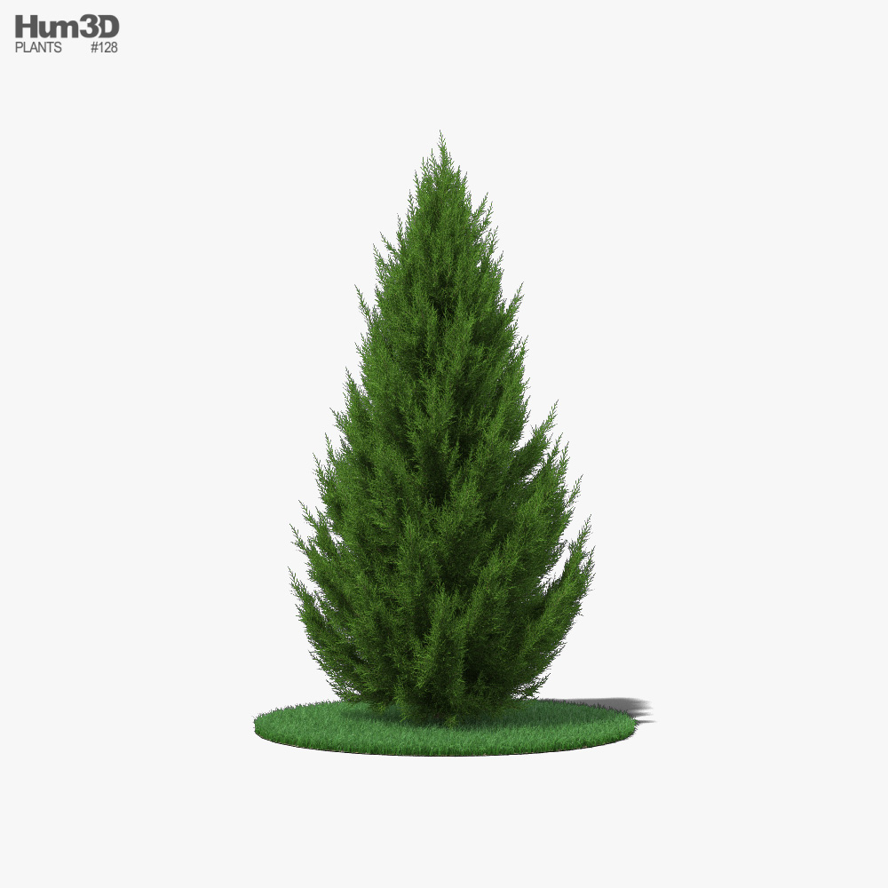 Juniper 3D model - Download Trees on 3DModels.org
