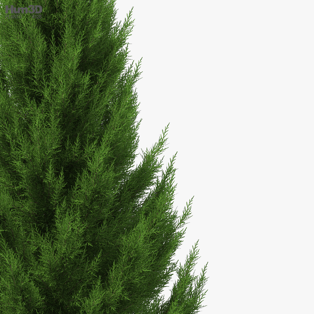 Juniper 3D model - Download Trees on 3DModels.org