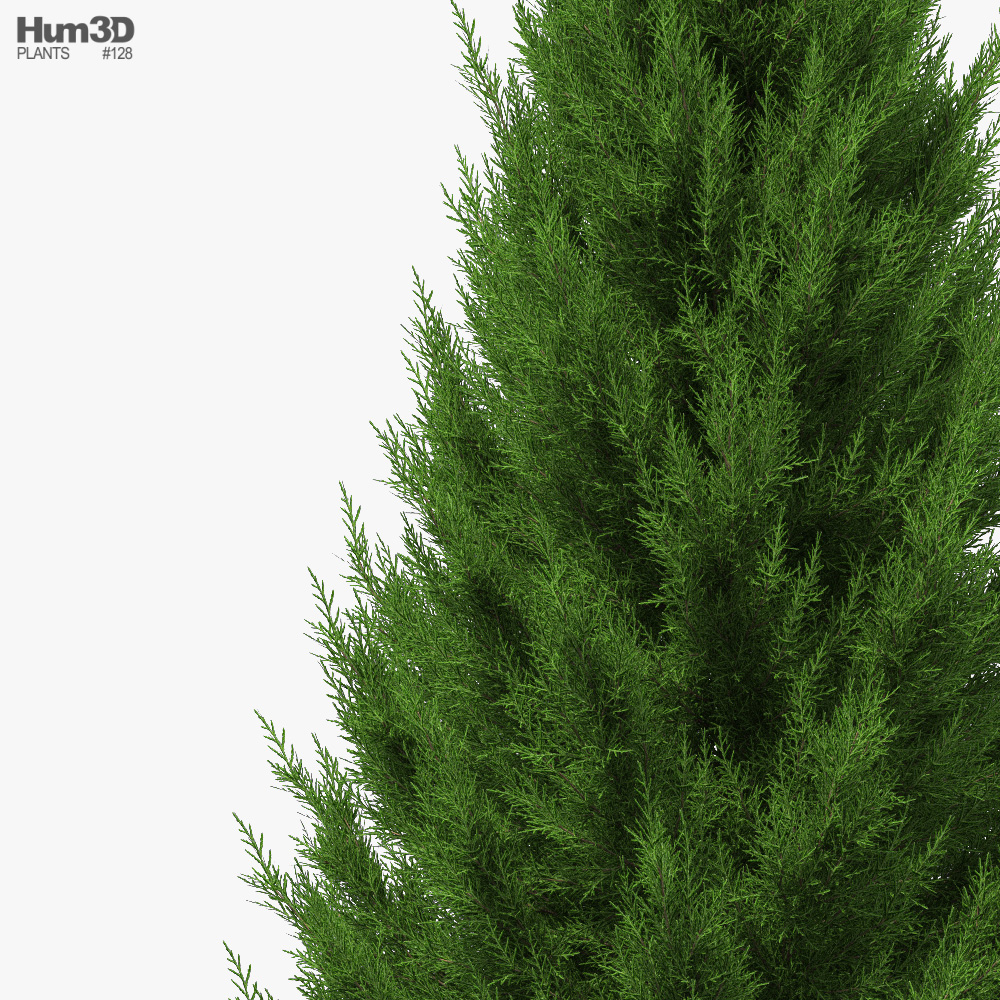 Juniper 3D model - Download Trees on 3DModels.org