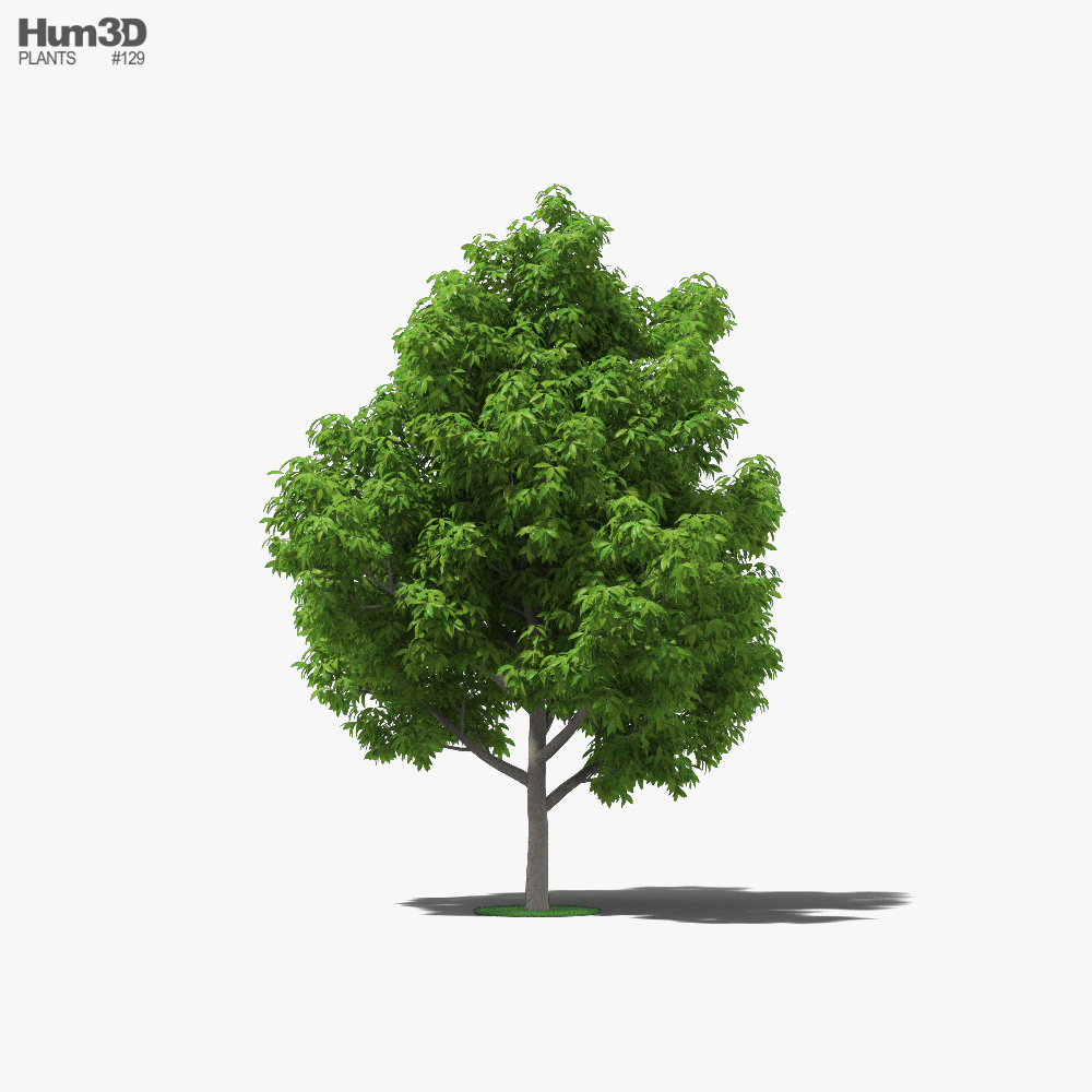 Avocado Tree 3D model - Download Trees on 3DModels.org