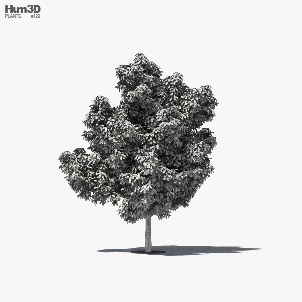 Avocado Tree 3D model - Download Trees on 3DModels.org