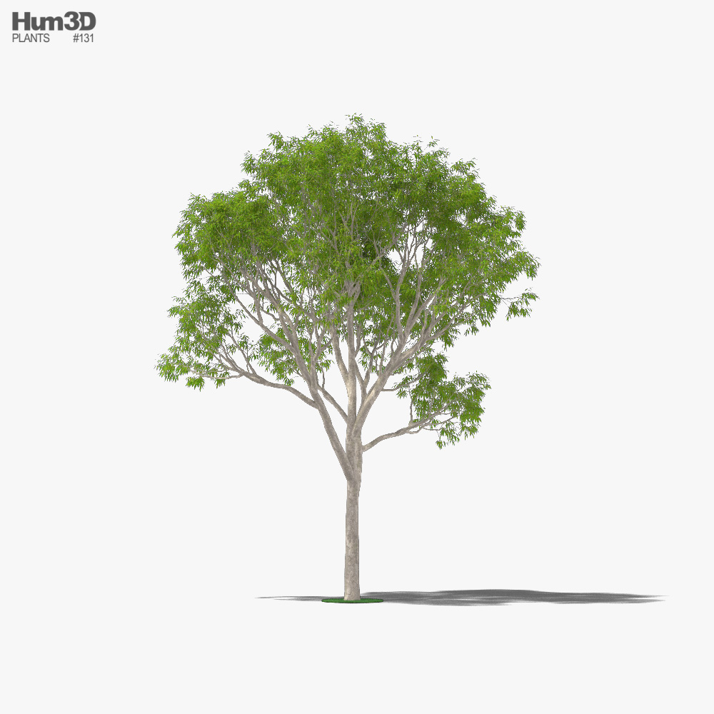 Eucalyptus Tree 3D model - Download Trees on 3DModels.org