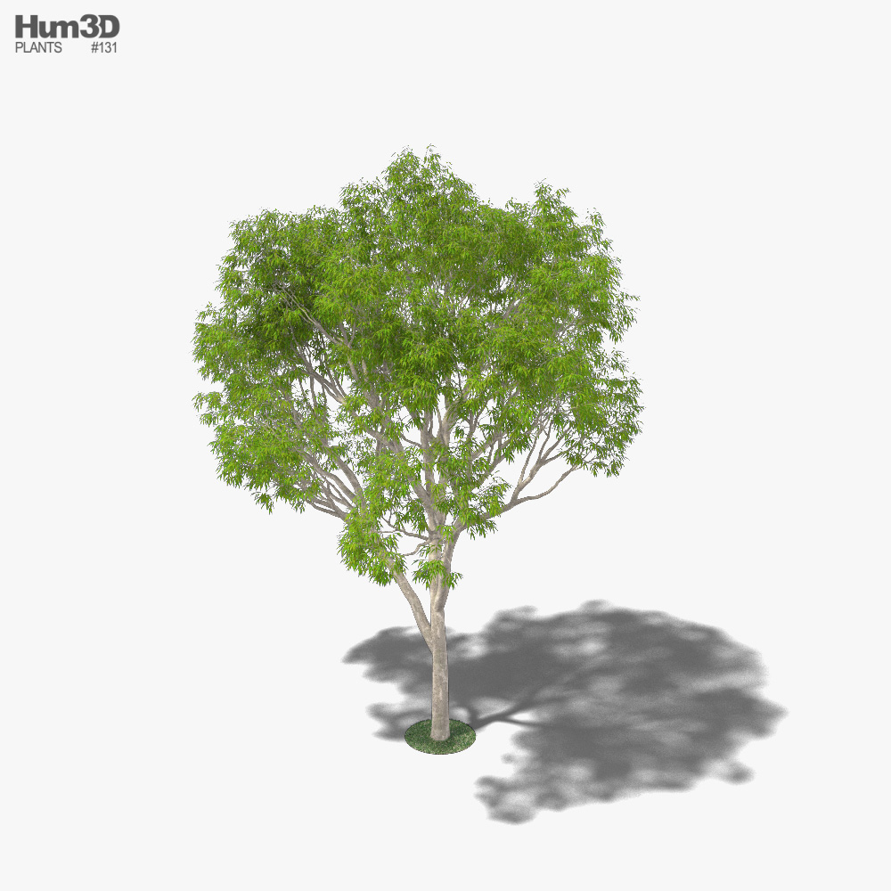 Eucalyptus Tree 3D model - Download Trees on 3DModels.org
