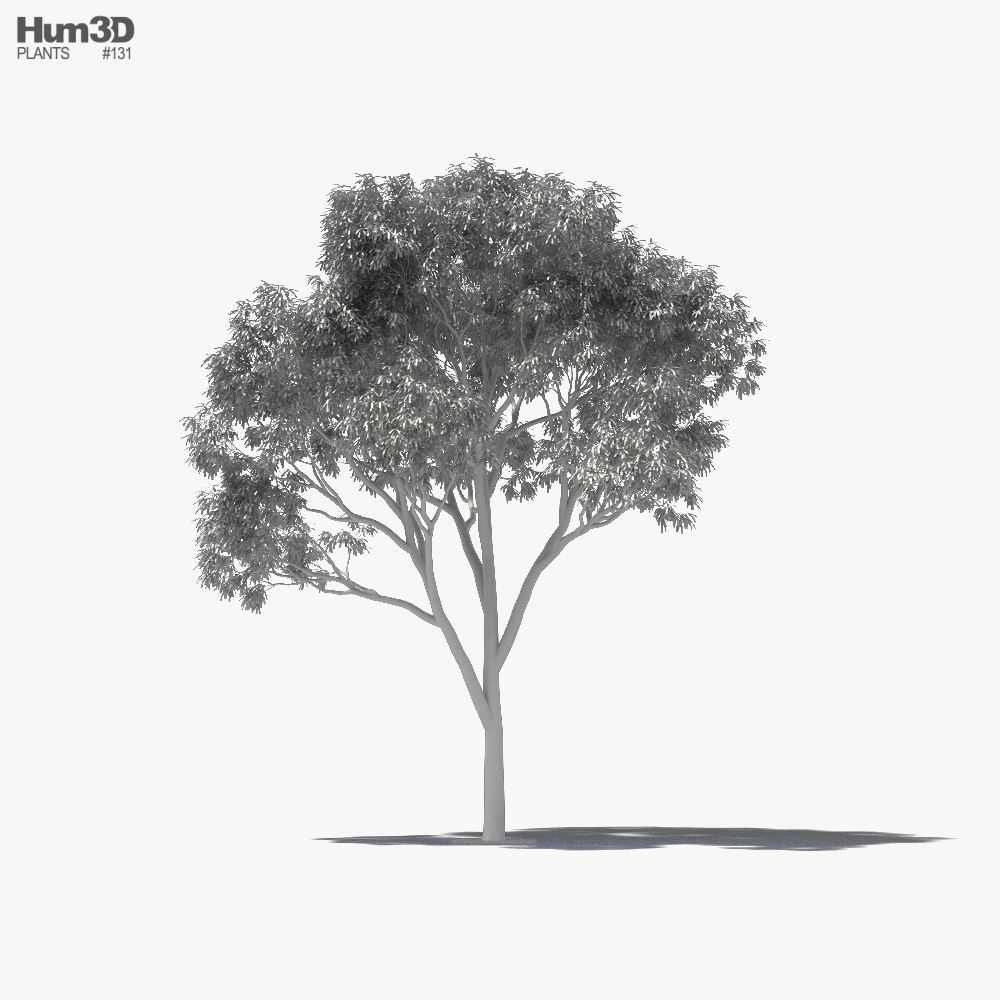 Eucalyptus Tree 3D model - Download Trees on 3DModels.org