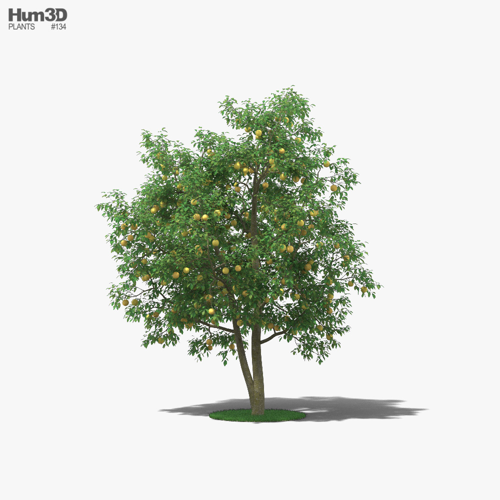 Árbol de pomelo Modelo 3D - Descargar Árboles on 3DModels.org