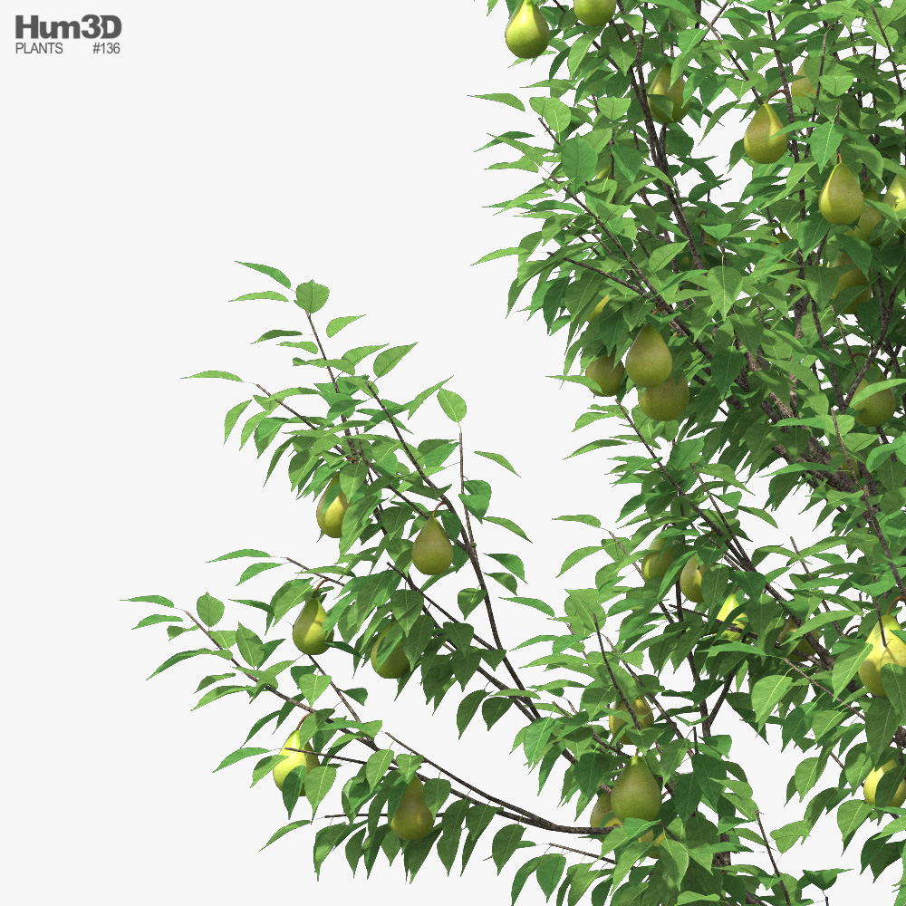 梨树 3D模型 - 下载 树木 开启 3DModels.org