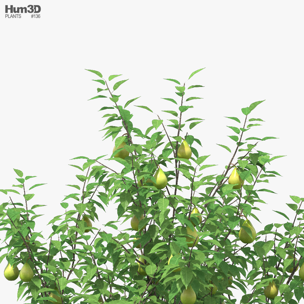 梨树 3D模型 - 下载 树木 开启 3DModels.org
