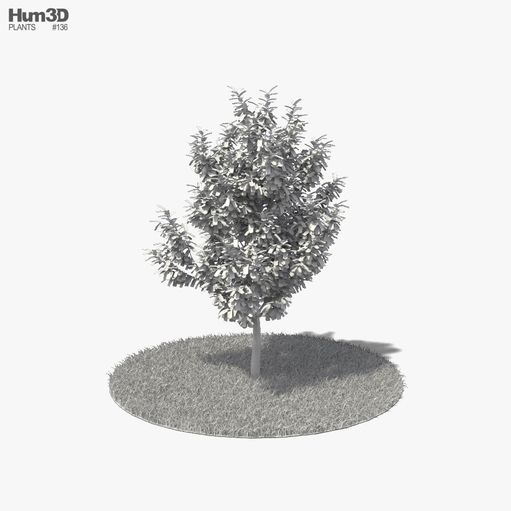 梨树 3D模型 - 下载 树木 开启 3DModels.org