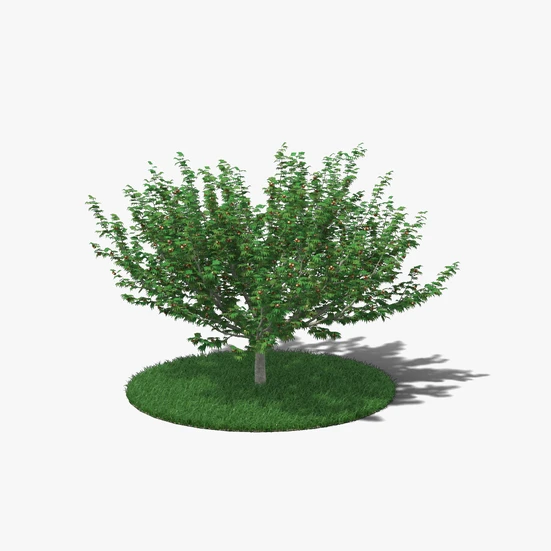 Hazel tree 3D Models Download - 3DModels.org