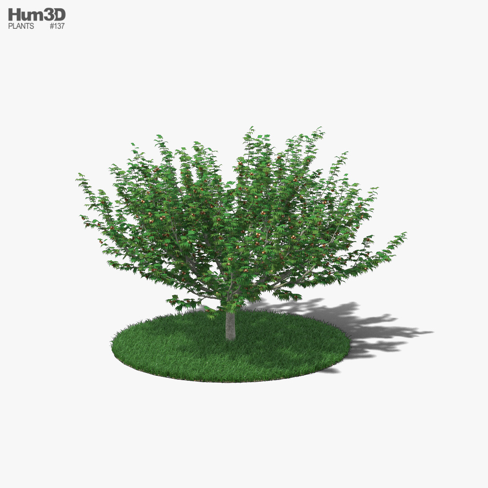 Hazelnut Tree 3D model - Download Trees on 3DModels.org