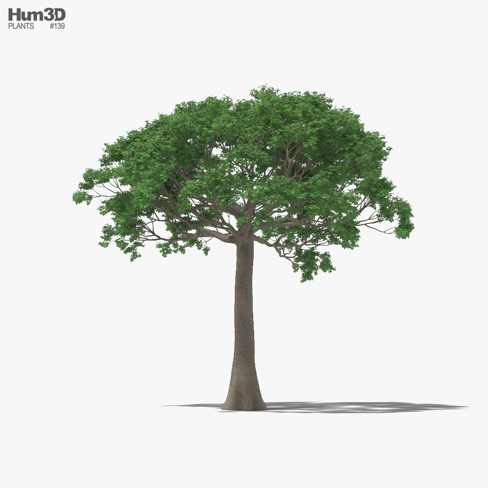 Ceiba 3D model - Download Trees on 3DModels.org