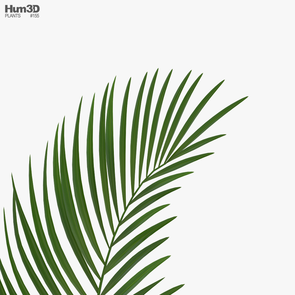Palm Leaf 3D model - Download Trees on 3DModels.org