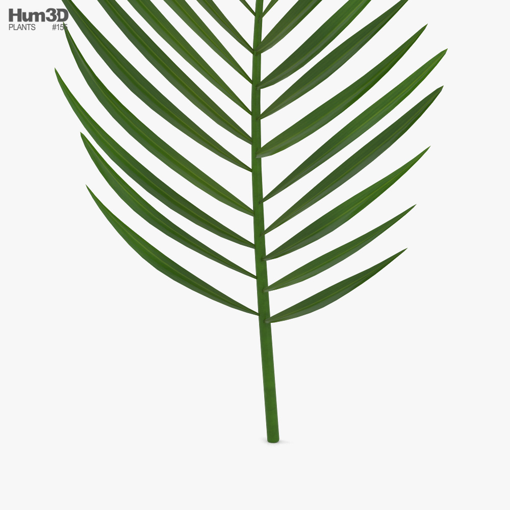 Palm Leaf 3D model - Download Trees on 3DModels.org