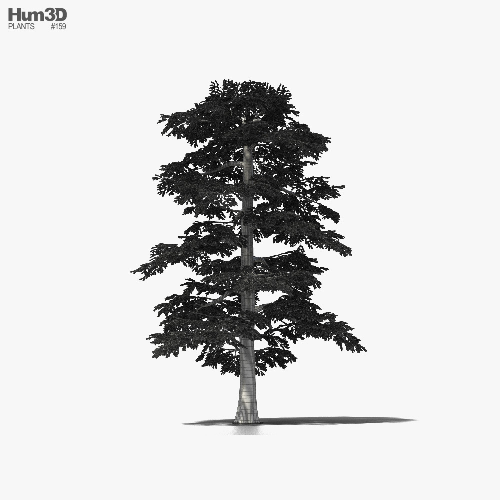 Cedro-do-líbano Modelo 3D - Baixar Árvores no 3DModels.org