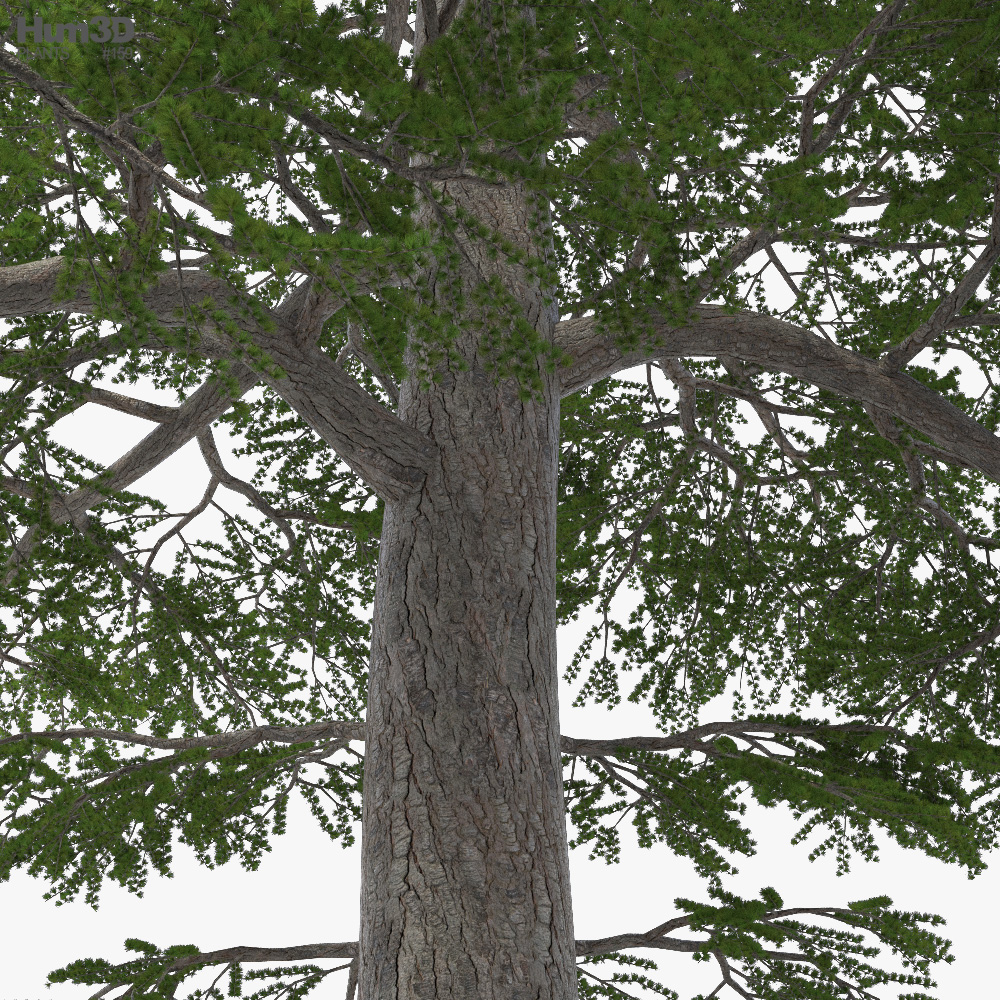 Cedro del Líbano Modelo 3D - Descargar Árboles activado 3DModels.org