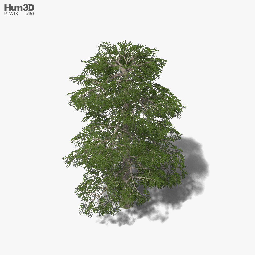 Cedro del Líbano Modelo 3D - Descargar Árboles activado 3DModels.org