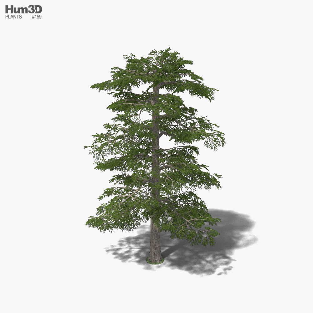 Cedro del Líbano Modelo 3D - Descargar Árboles activado 3DModels.org