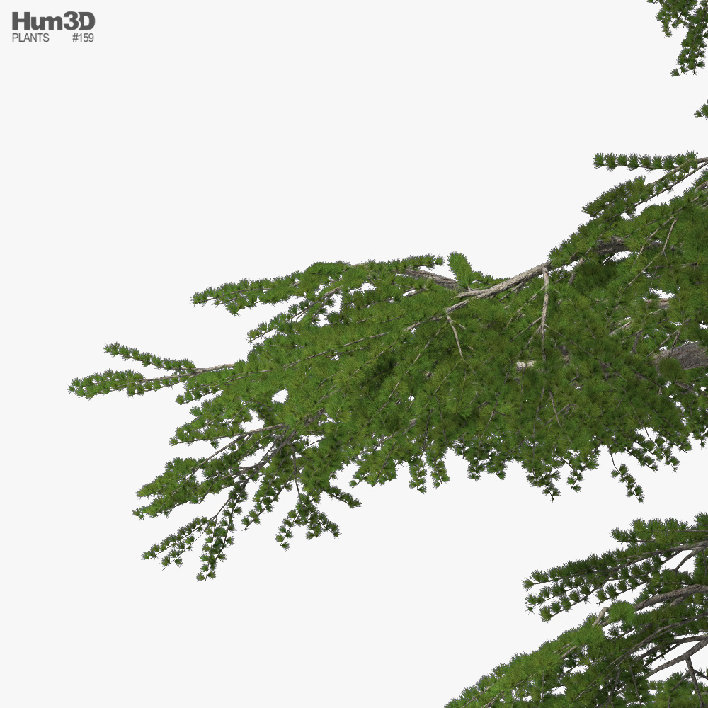 Cedro del Líbano Modelo 3D - Descargar Árboles activado 3DModels.org