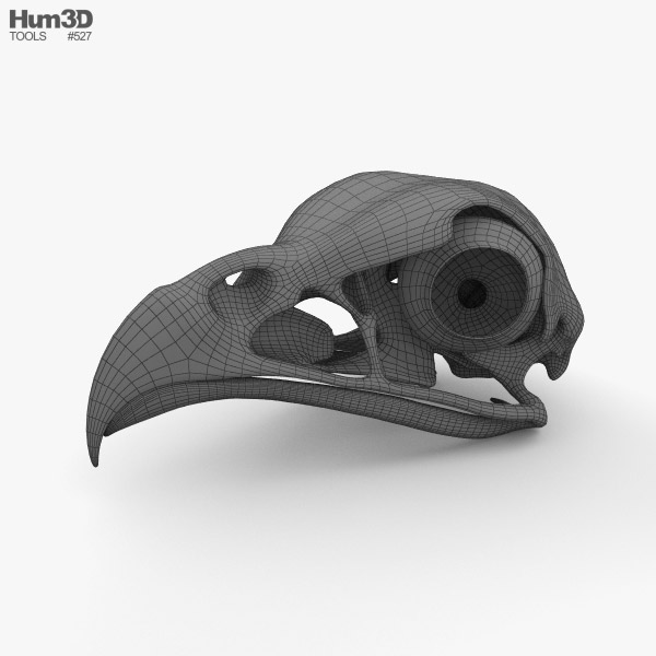Bird Skull 3D model - Download Birds on 3DModels.org
