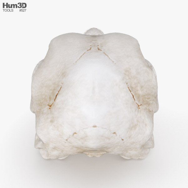 Bird Skull 3D model - Download Birds on 3DModels.org