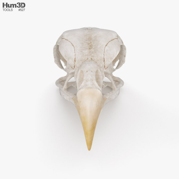 Bird Skull 3D model - Download Birds on 3DModels.org