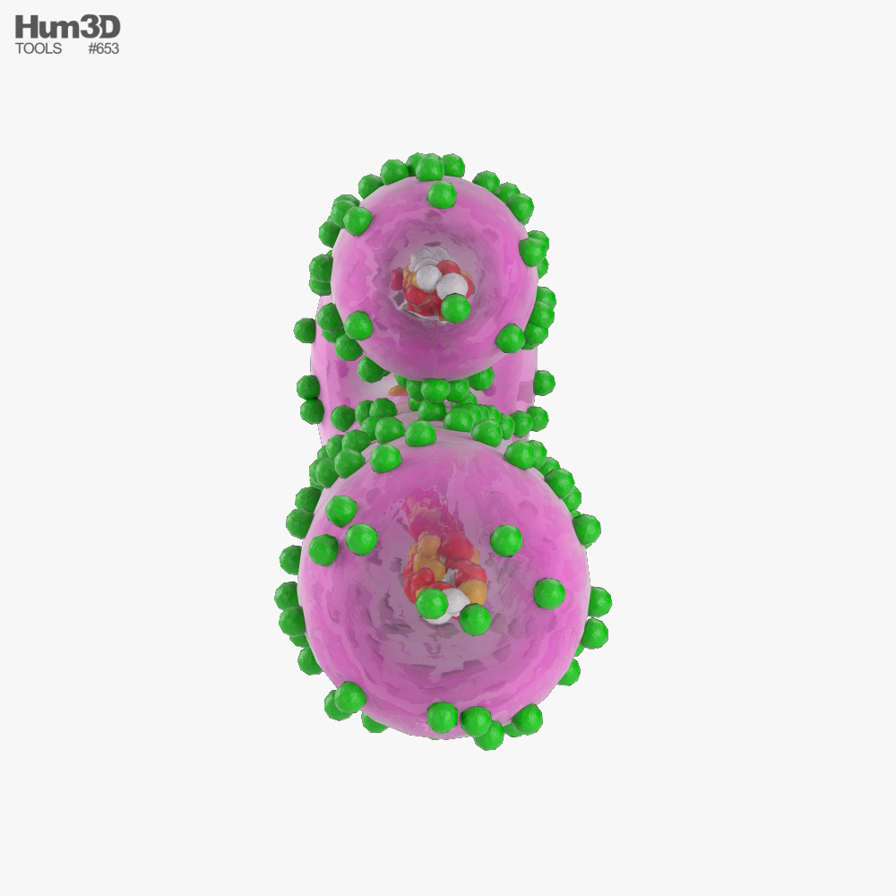 Marburg Virus 3D model - Download Medical Equipment on 3DModels.org