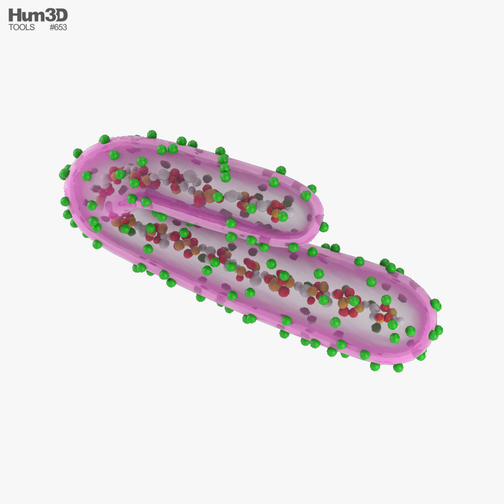 Marburg Virus 3D model - Download Medical Equipment on 3DModels.org