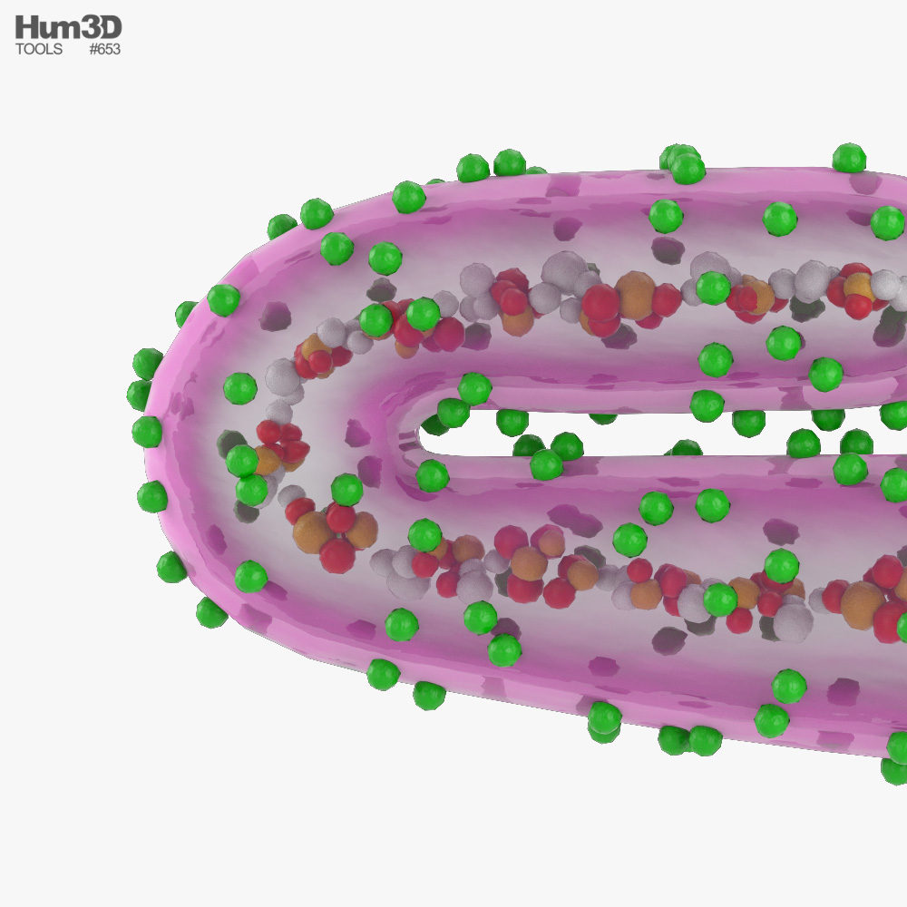 Marburg Virus 3D model - Download Medical Equipment on 3DModels.org