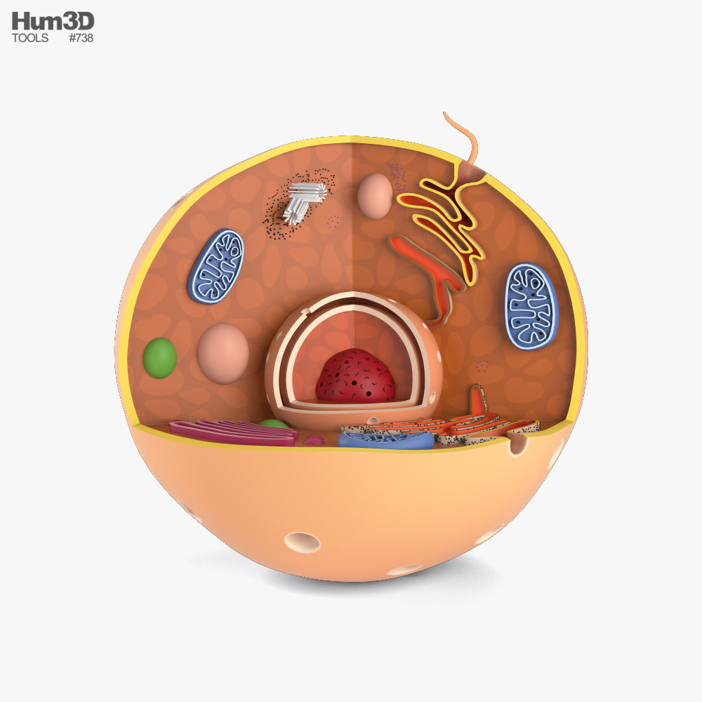 Model 3D Struktur Sel Haiwan - Download Medical Equipment hidup ...