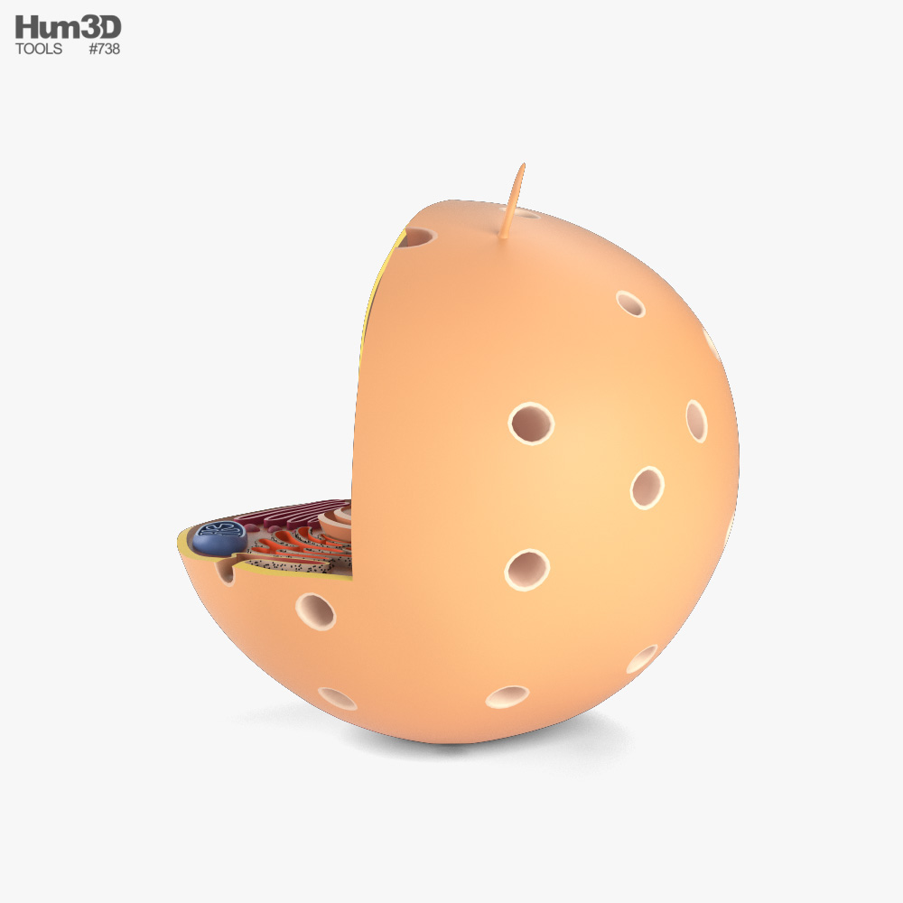 Model 3D Struktur Sel Haiwan - Download Medical Equipment hidup ...