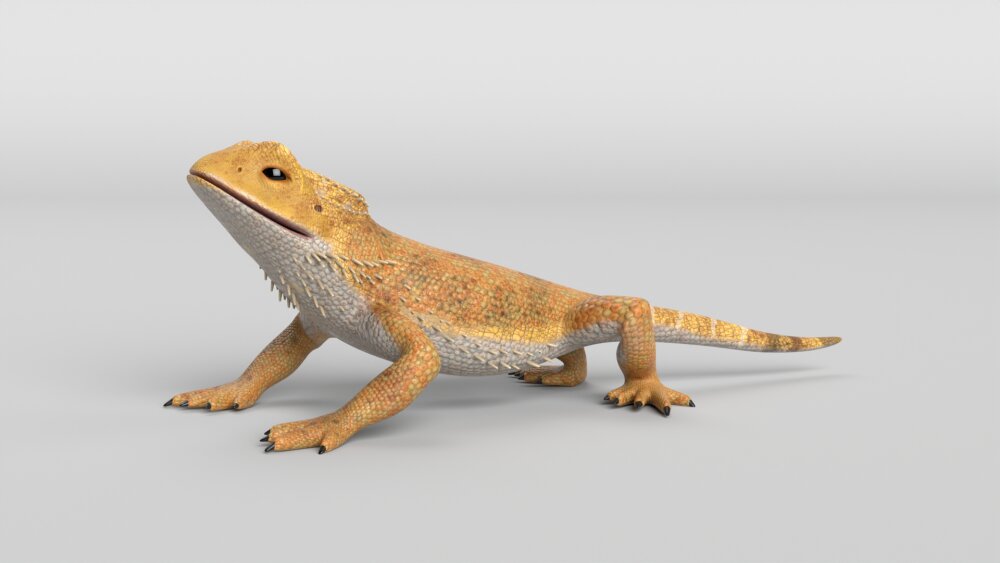 Bearded Dragon Lizard 3D model - Download Reptile on 3DModels.org
