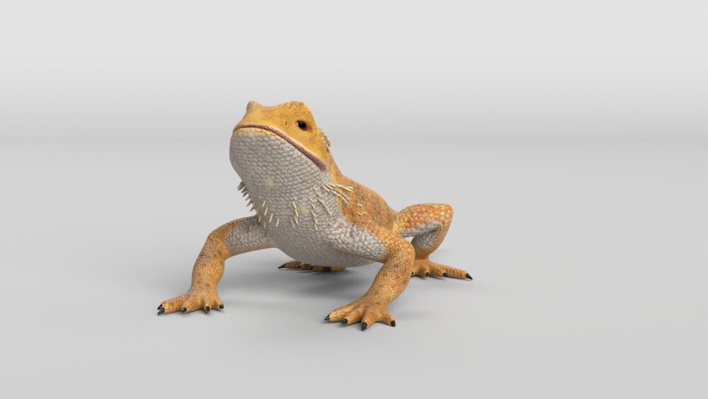 Bearded Dragon Lizard 3D model - Download Reptile on 3DModels.org