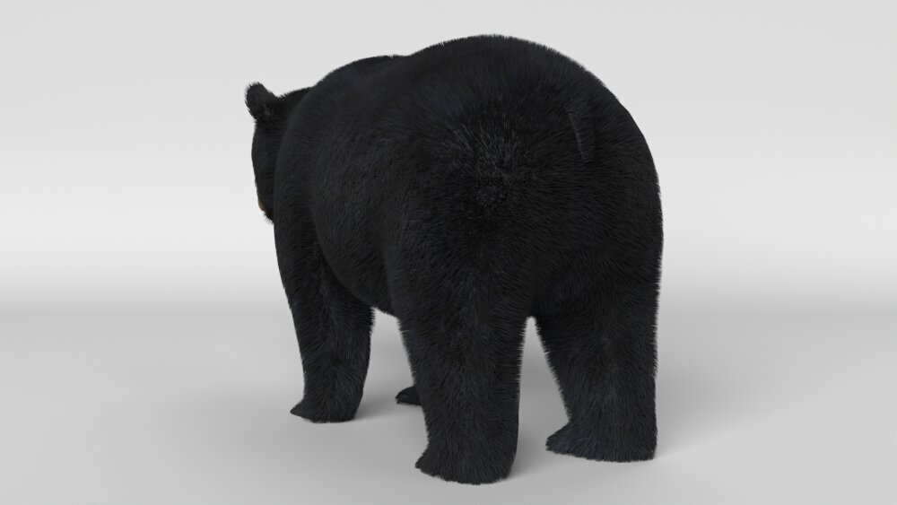 Black Bear Animated 3D model - Download Mammals on 3DModels.org