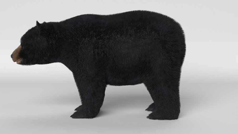 Black Bear Animated 3D model - Download Mammals on 3DModels.org