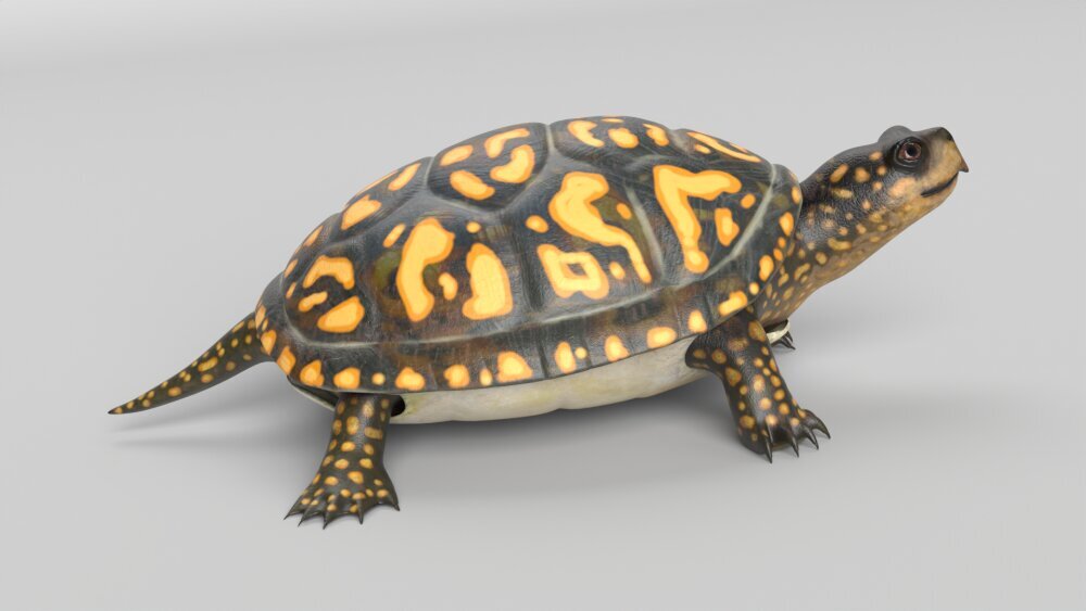 Box Turtle 3D model - Download Reptile on 3DModels.org