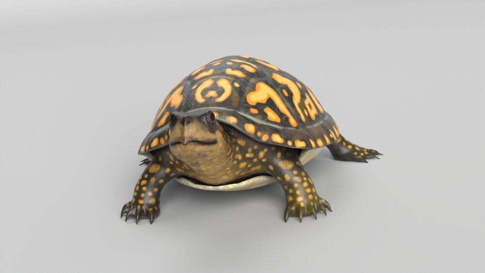 Box Turtle 3D model - Download Reptile on 3DModels.org