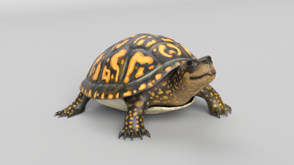 Box Turtle 3D model - Download Reptile on 3DModels.org