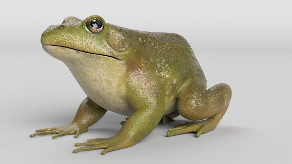 Bull Frog 3D model - Download Amphibians on 3DModels.org