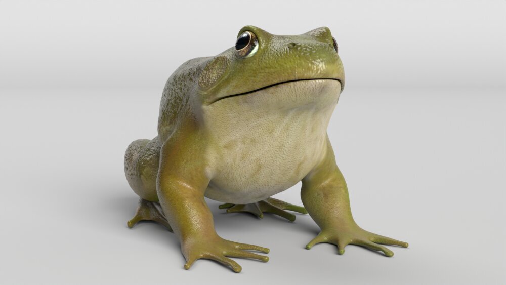 Bull Frog 3D model - Download Amphibians on 3DModels.org
