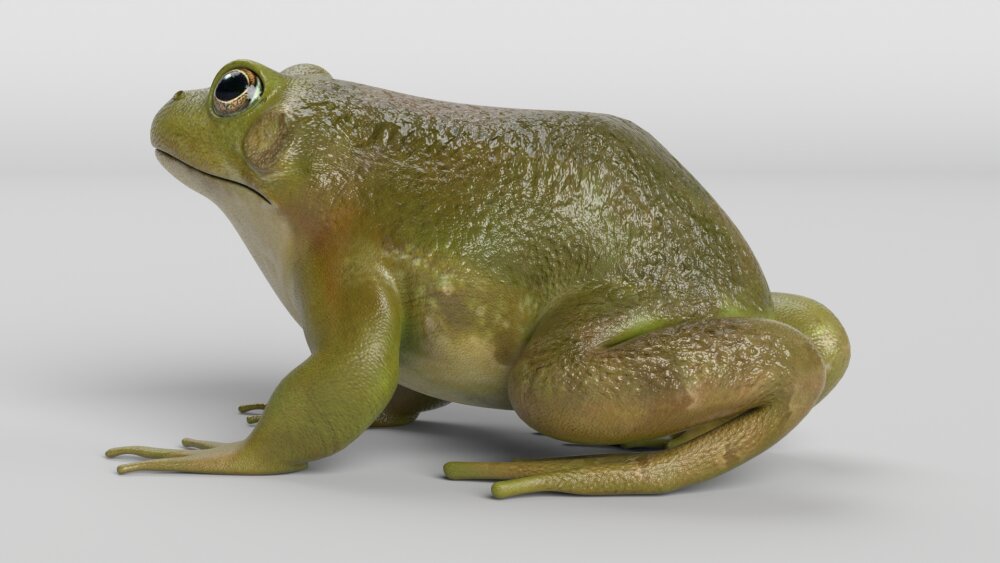Bull Frog Animated 3D model - Download Amphibians on 3DModels.org