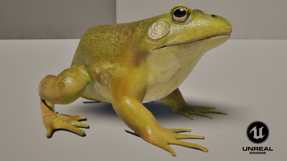 Bull Frog Animated 3D model - Download Amphibians on 3DModels.org